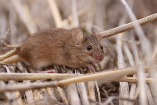 Com infestação de ratos, Austrália teme perdas de R$ 4 bilhões ...