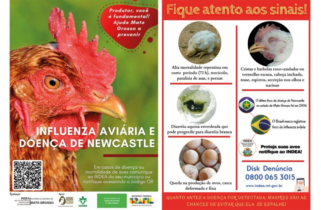Cuidado com a gripe, aviária - Revista Oeste