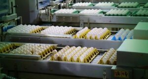 Brasileiras se unem para criar a 'maior empresa de ovos do mundo'